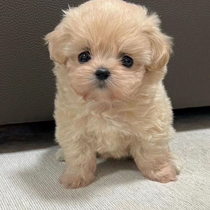 Плюшевые мальтипу