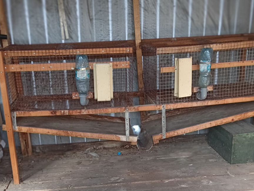 Клетки для кроликов и молодняка птиц