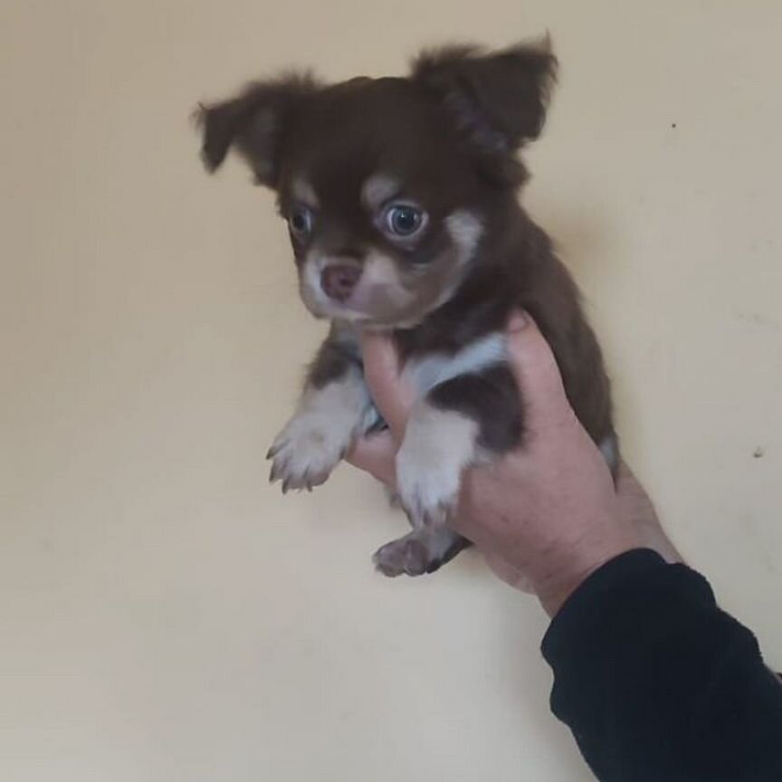 Чихо мальчики