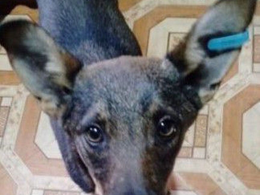 Мальчишка ищет дом