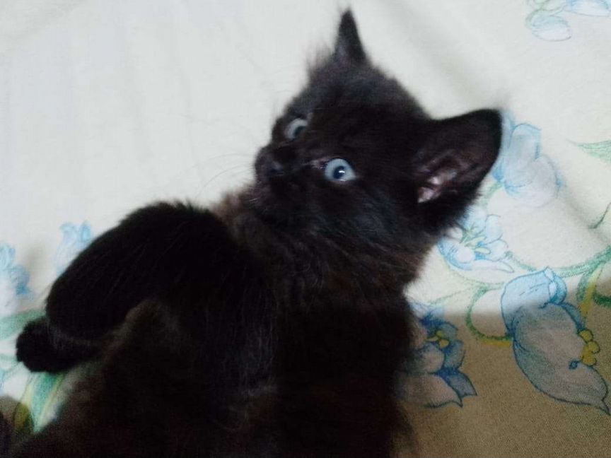 Кошка