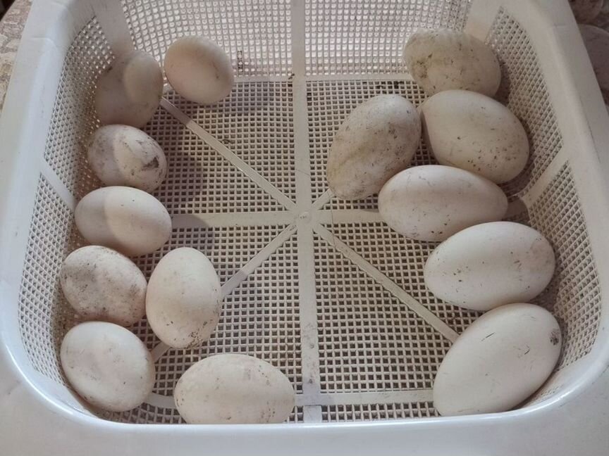 Инкубационное яйцо