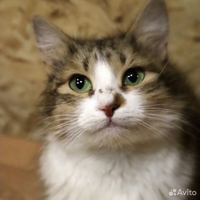 Кошка, кот, коты из Луганска