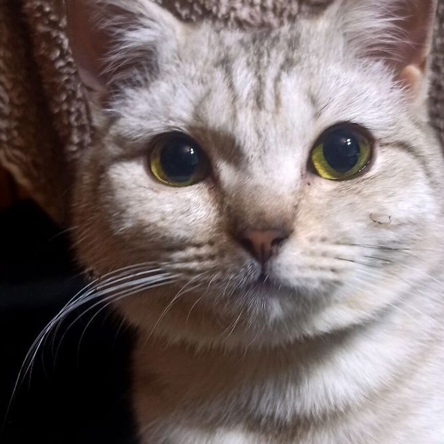 Кошечка для вязки Британская