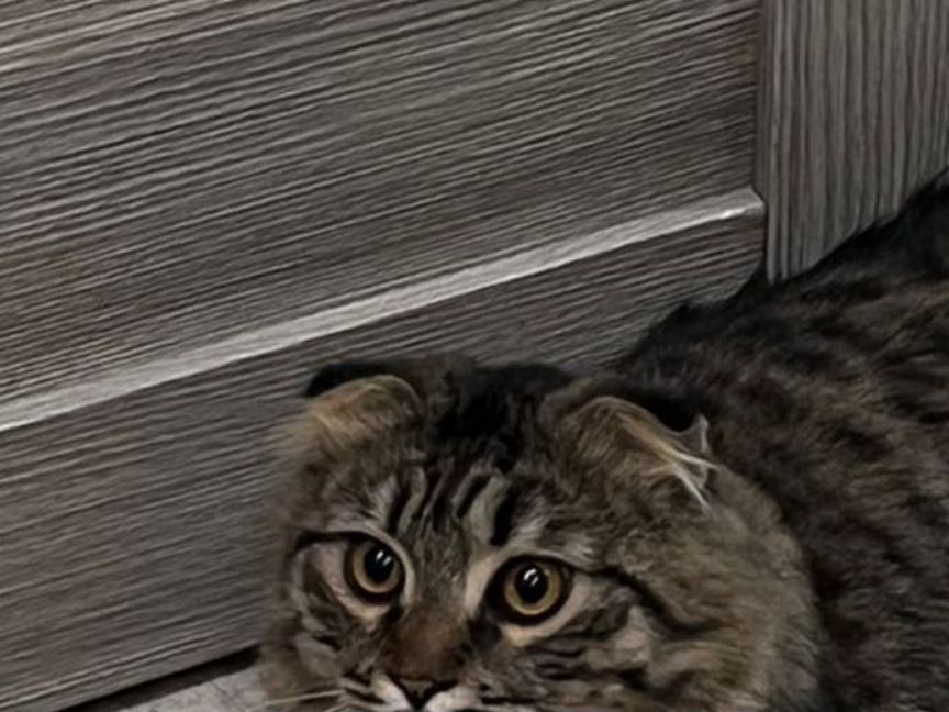 Шотландская