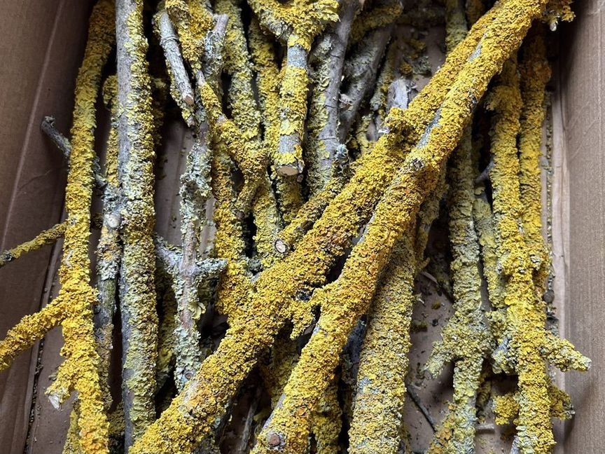 Лишайник для улиток