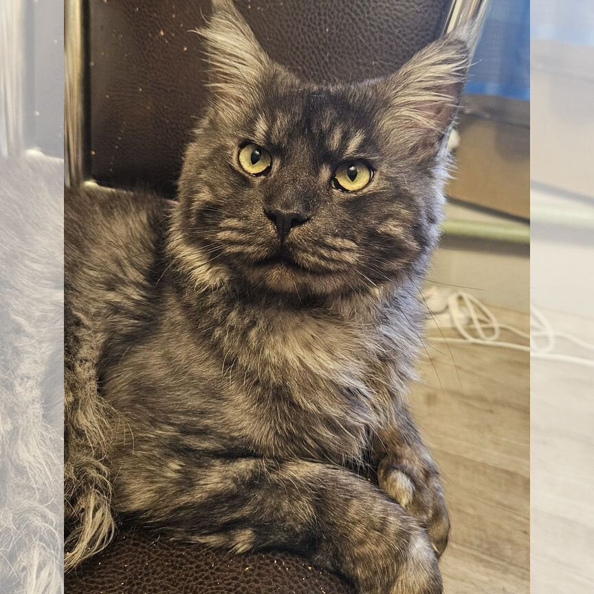 Мейн-кун, взрослый кот