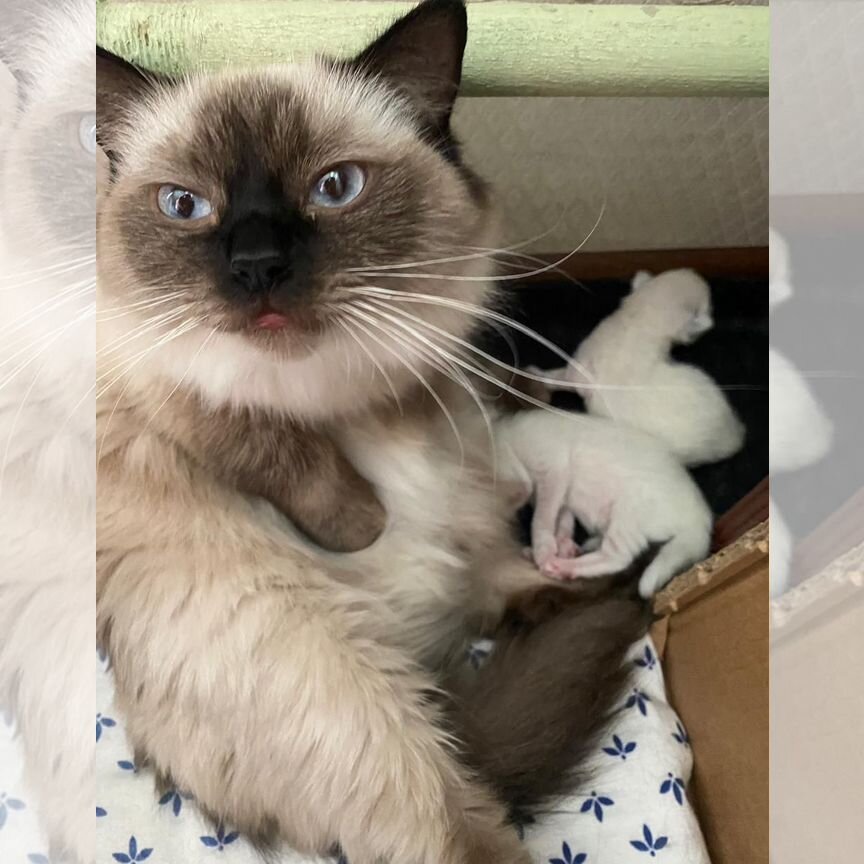 Котята ищут дом