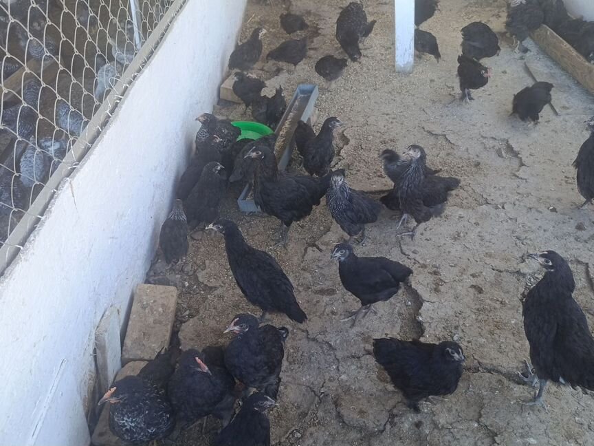 Куры молодки несушки, фазаны, петушки