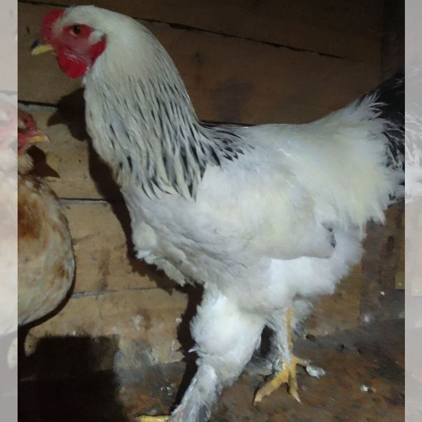 Брама Колумбийская