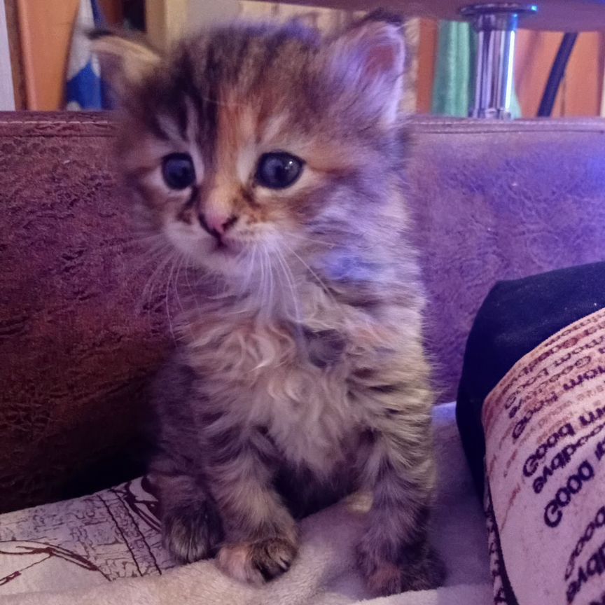 Котёночек девочка 2 мес