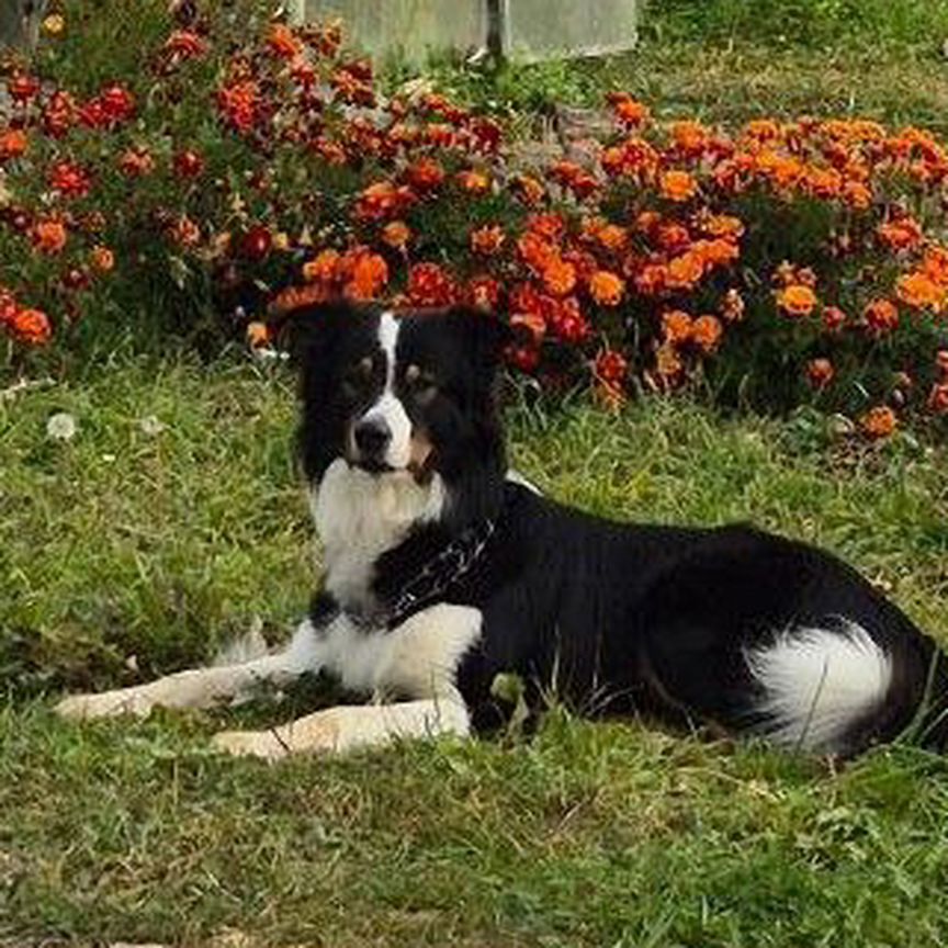 Бернский зенненхунд, взрослая собака