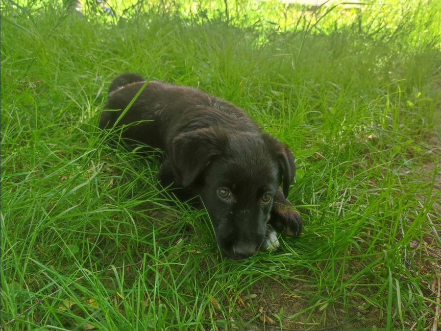 Собака в добрые руки отдам бесплатно