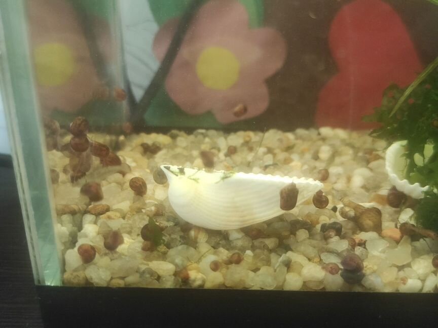 Улитки аквариумные