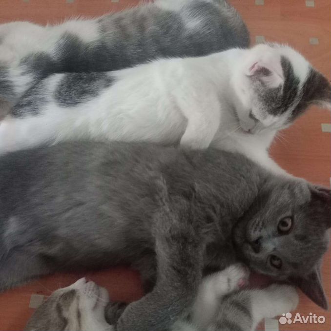 Замуррчательные котята