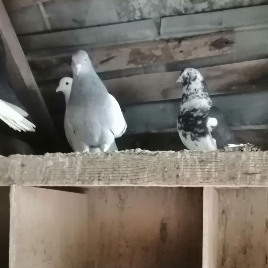 Продажа николаевских голубей