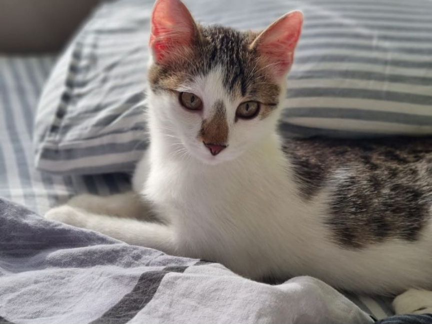 Котенок в добрые руки