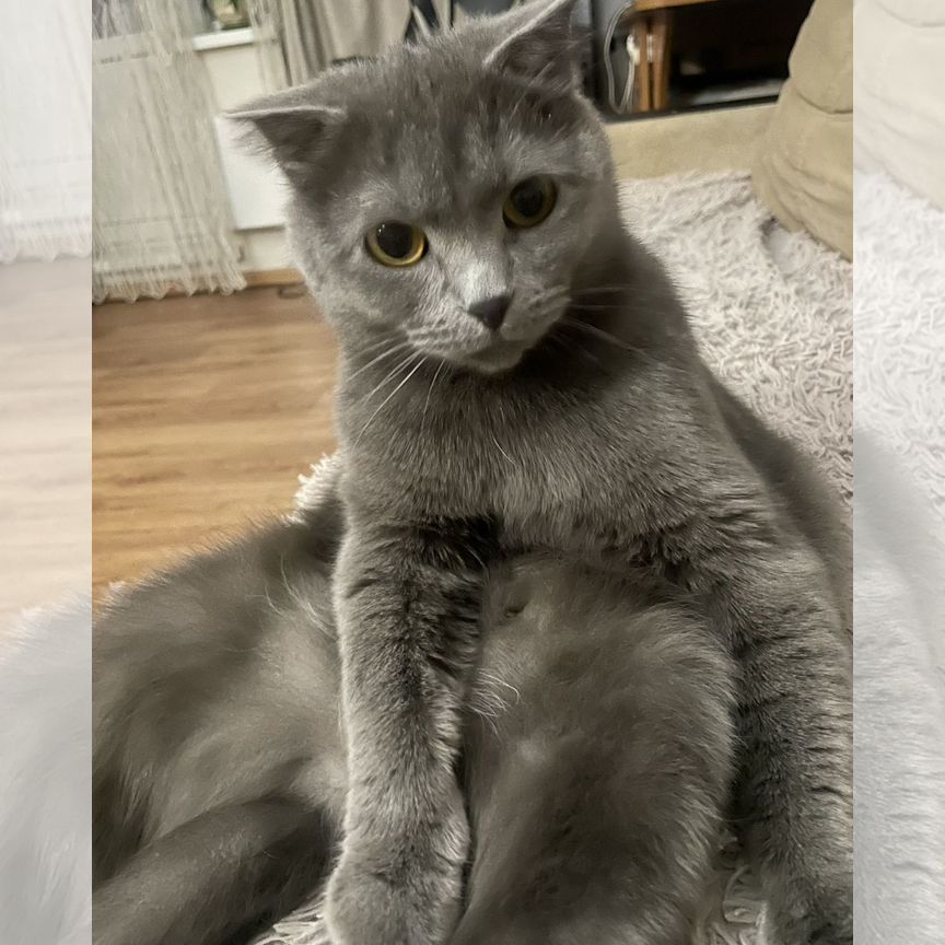 Шотландская вислоухая короткошёрстная кошка, взрослая