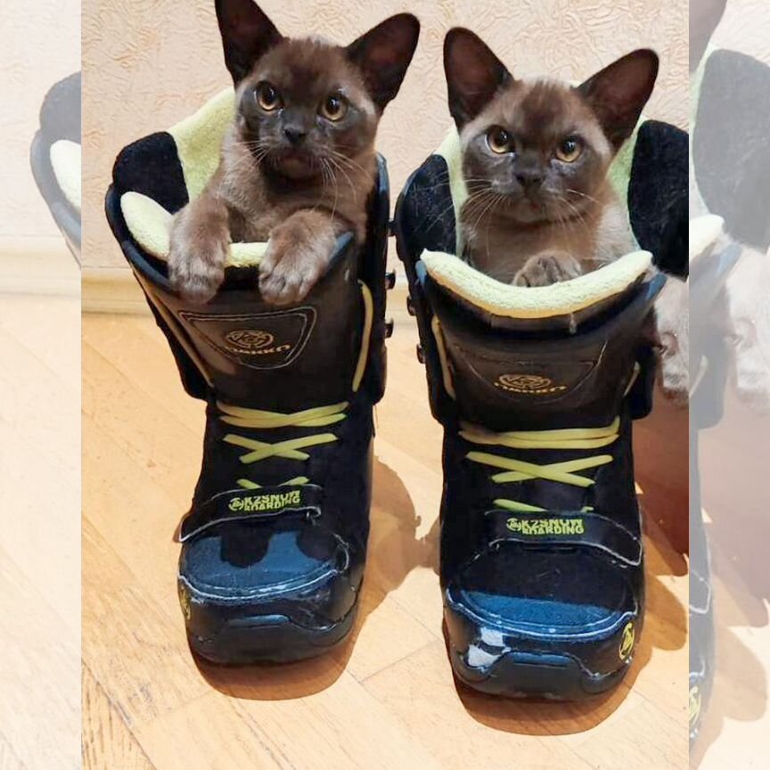 Котята породы европейская бурма