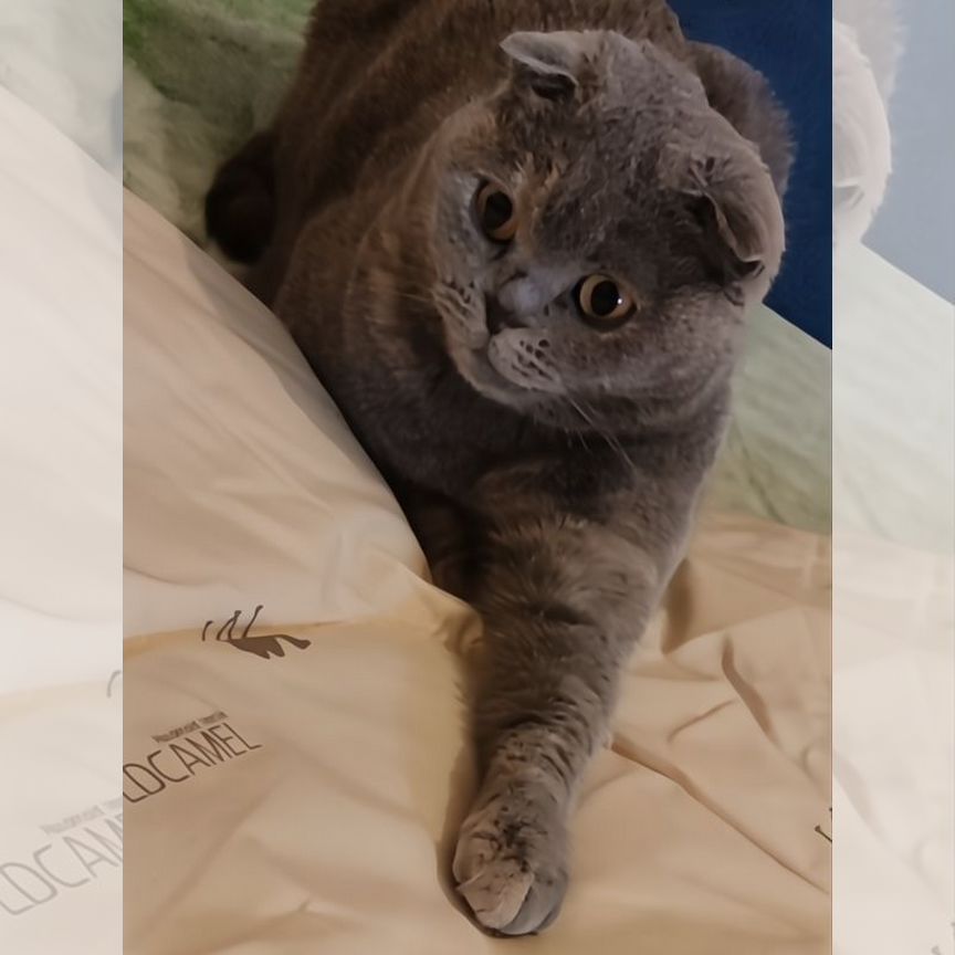 Британская короткошёрстная кошка, взрослая