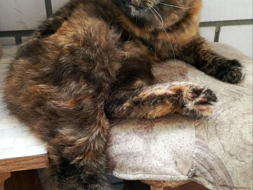 Найдена кошка