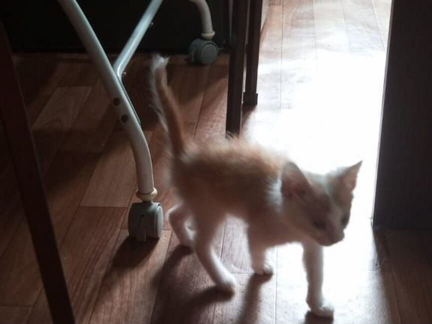 Домашние животные котята
