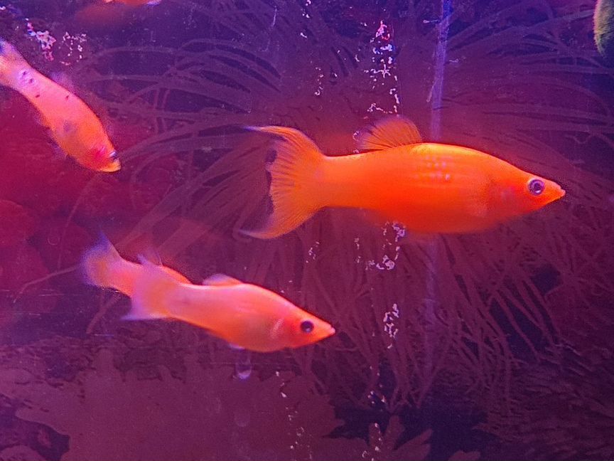Аквариумные рыбки