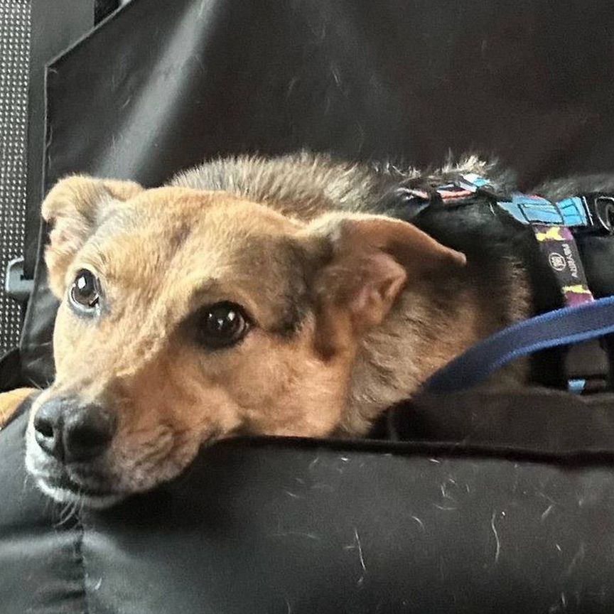 Взрослый пёс в добрые руки