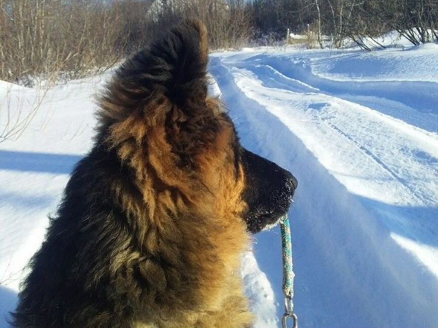 Блэк. Длинношерстный немец