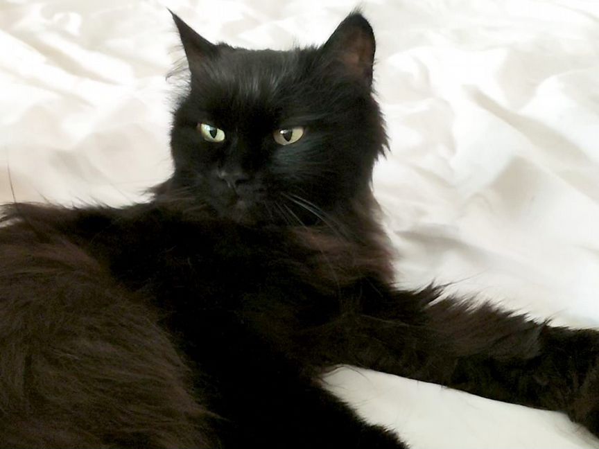 Кошечка в добрые руки