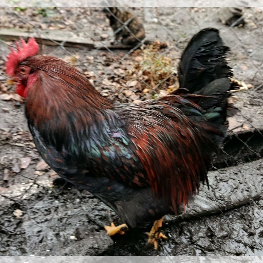 Петух породы Барневельдер