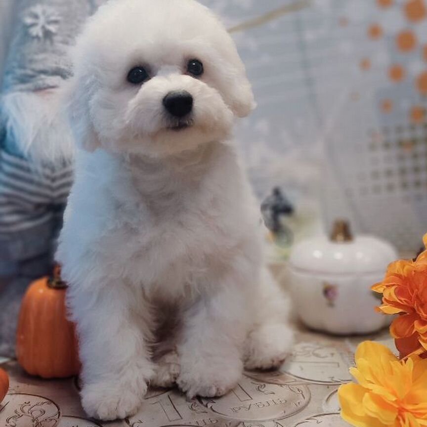 Щенки бишон фризе девочка