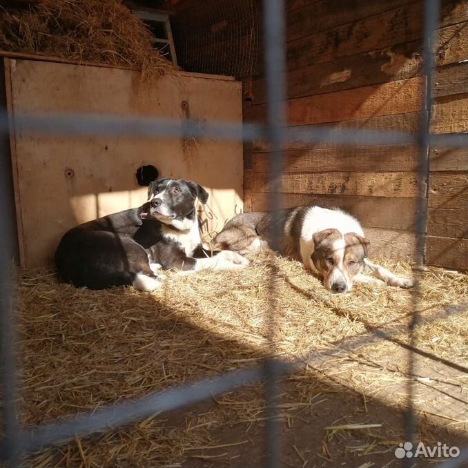 Добряк и скромняга в поисках дома
