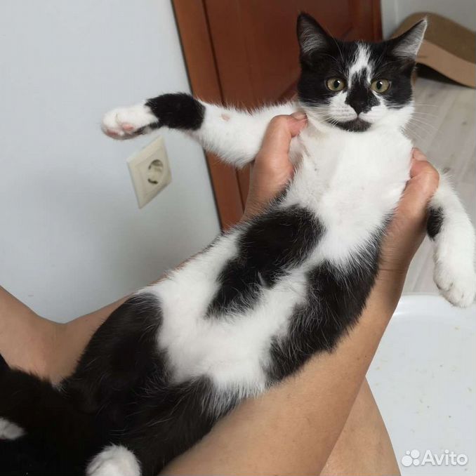 Смешной нежный котенок Кляксик в добрые руки