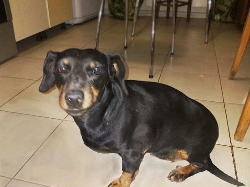 Две крохи остались без дома. Такса и метис таксы