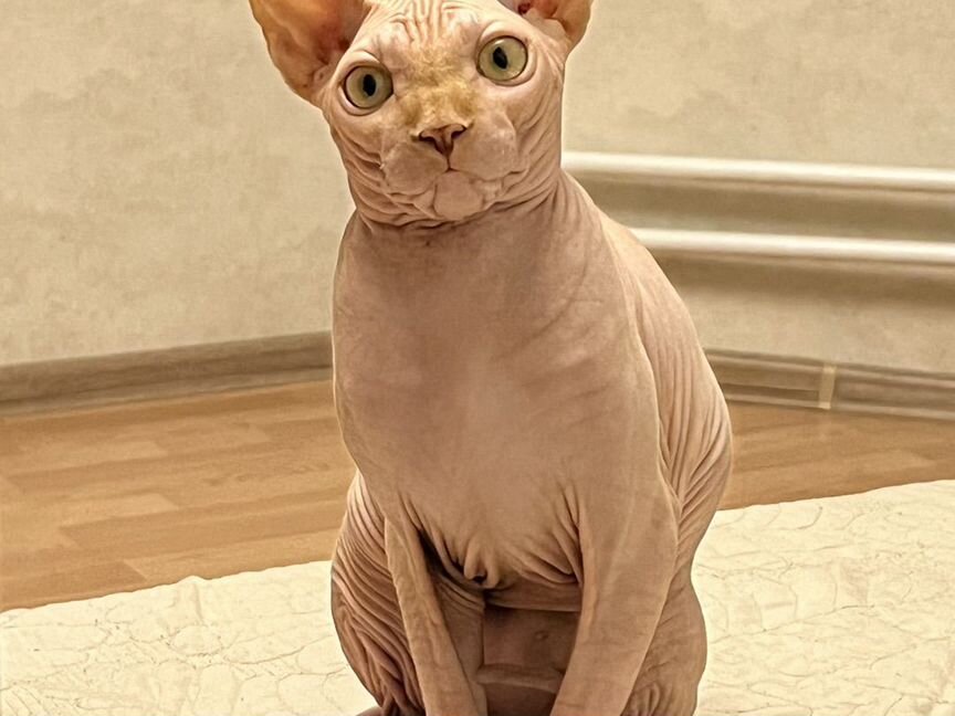 Сфинкс, вязка. Ищем кошку для вязки