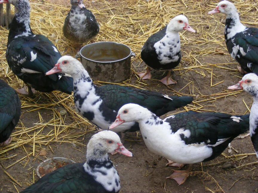 Утки мускусные индоутки