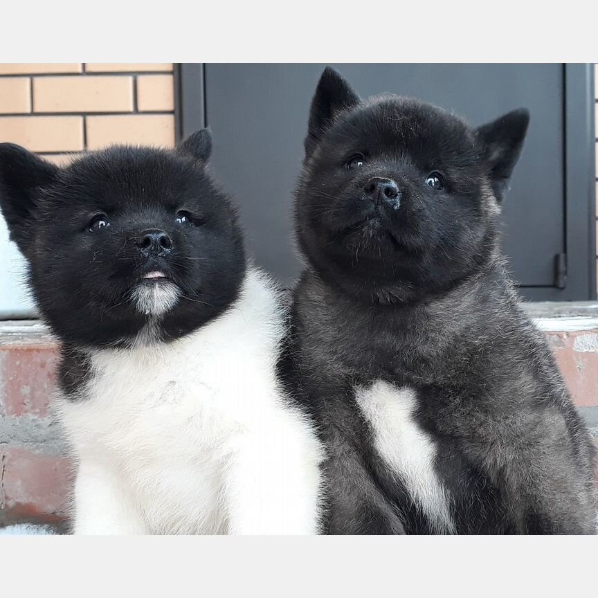 Американская акита -бутузы щенки