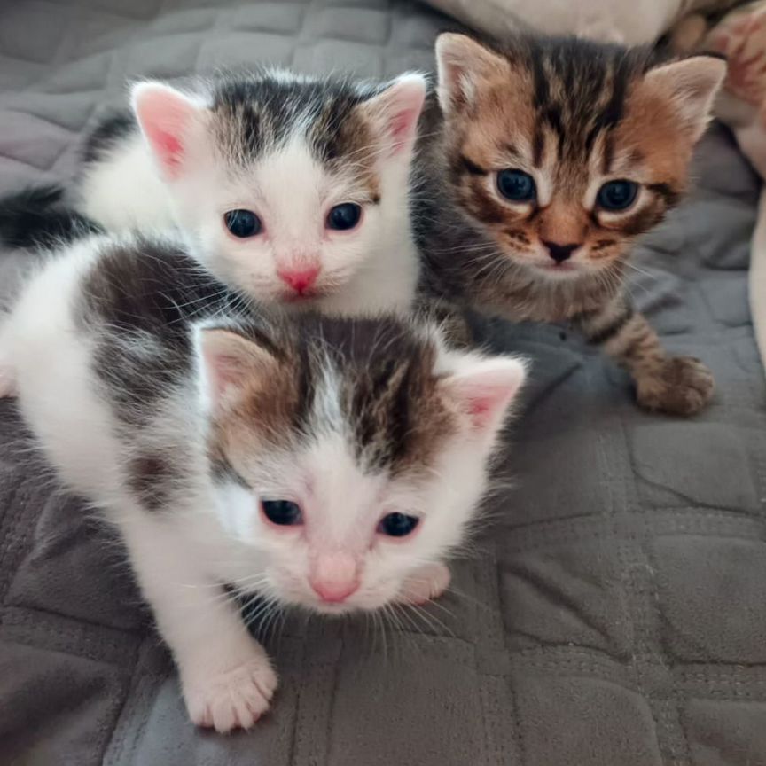 Котята в добрые руки