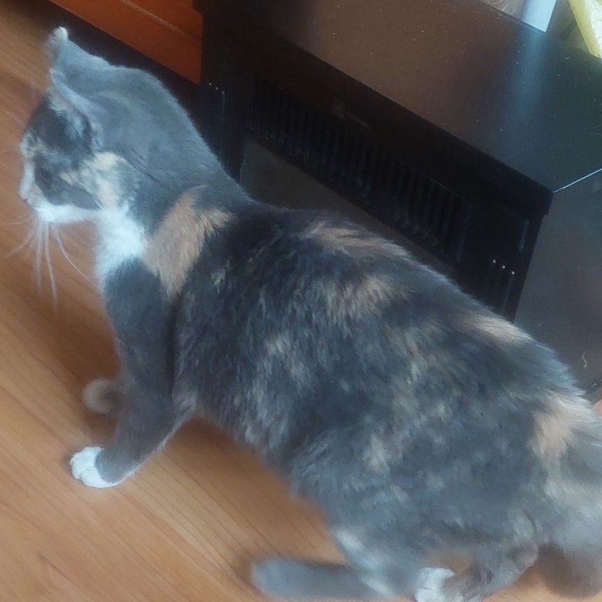 Американский керл котята