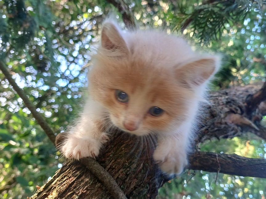 Котёнок персик