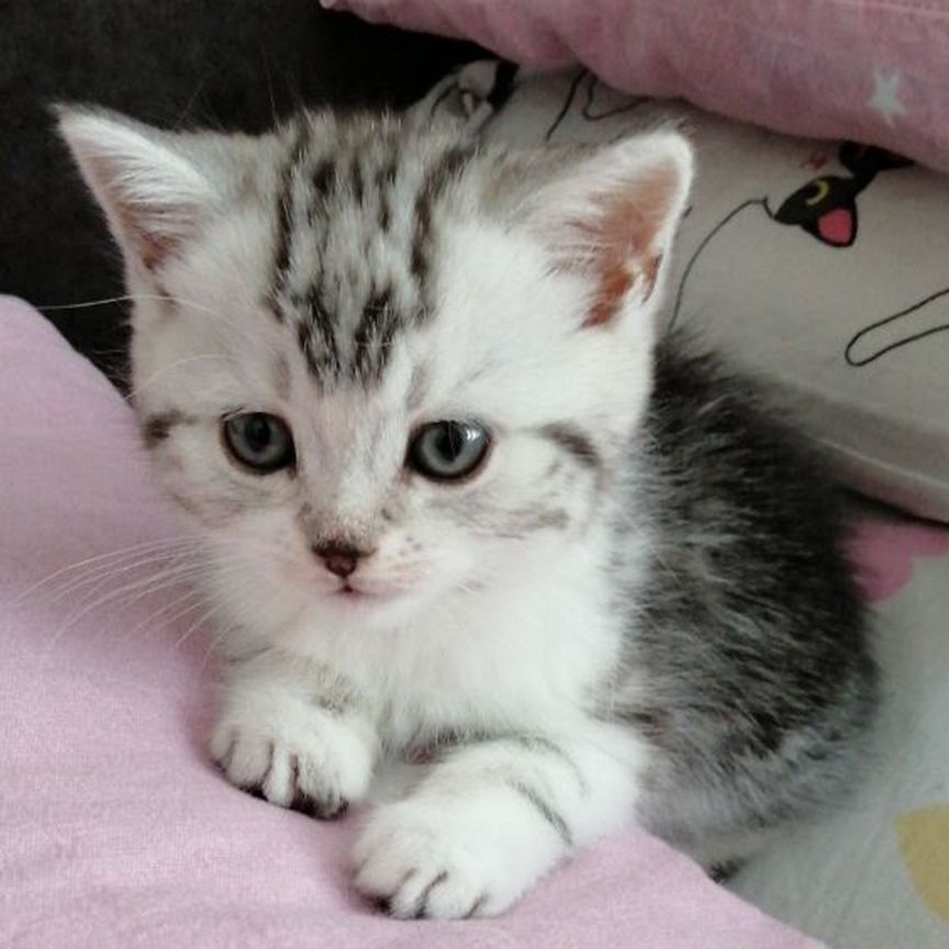Шотландский котик
