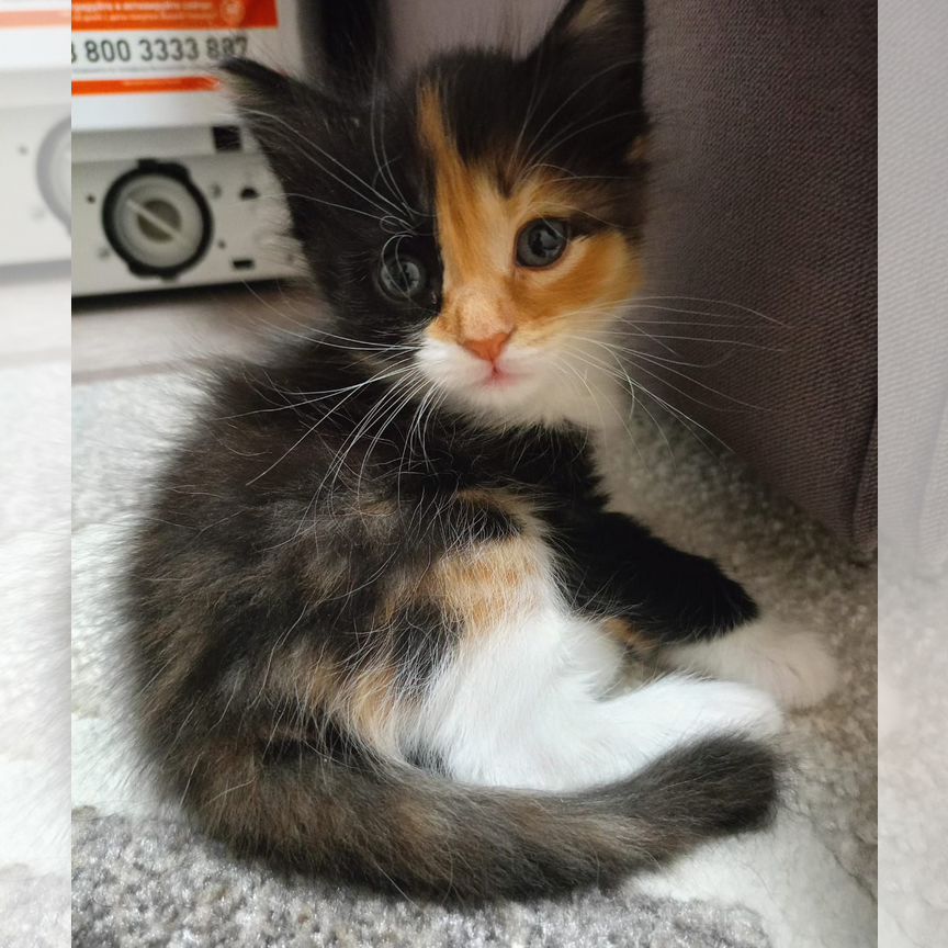 Отдам котенка в добрые руки