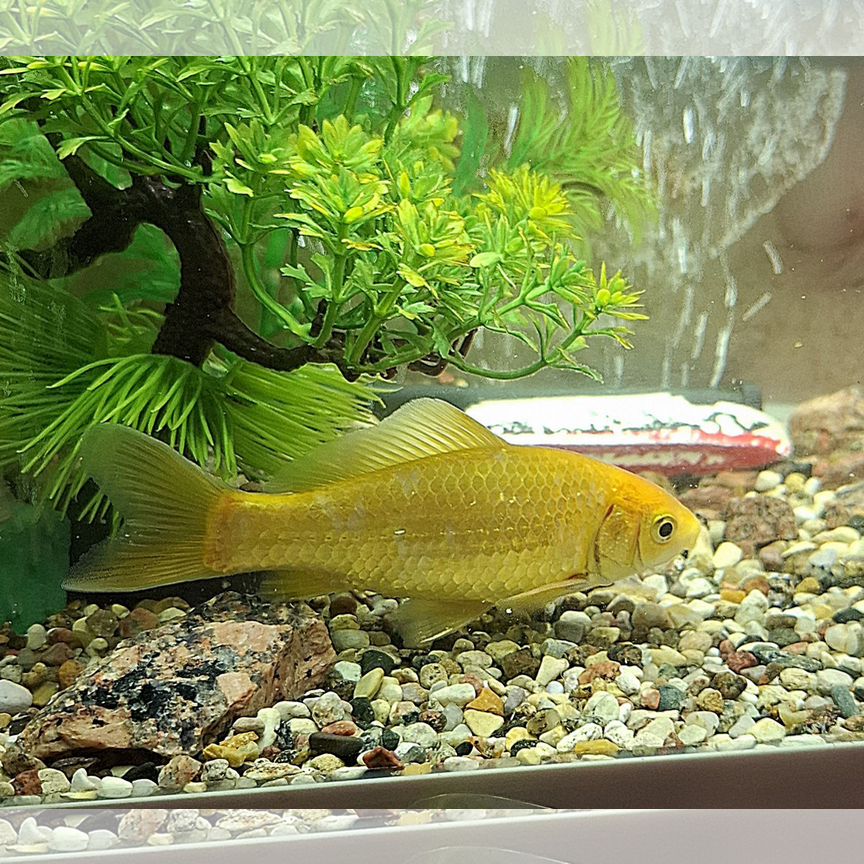 Золотая рыбка