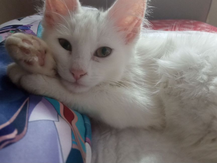 Котёнок мейн-кун помесь