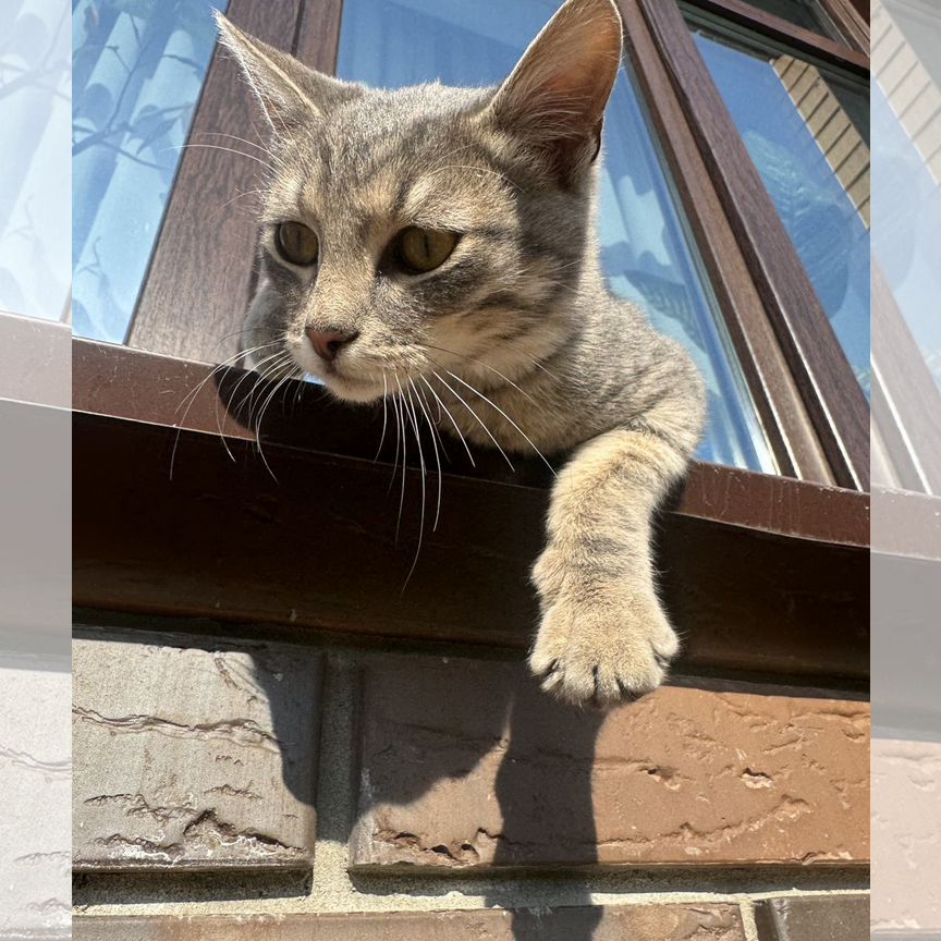 Отдам котика в добрые руки