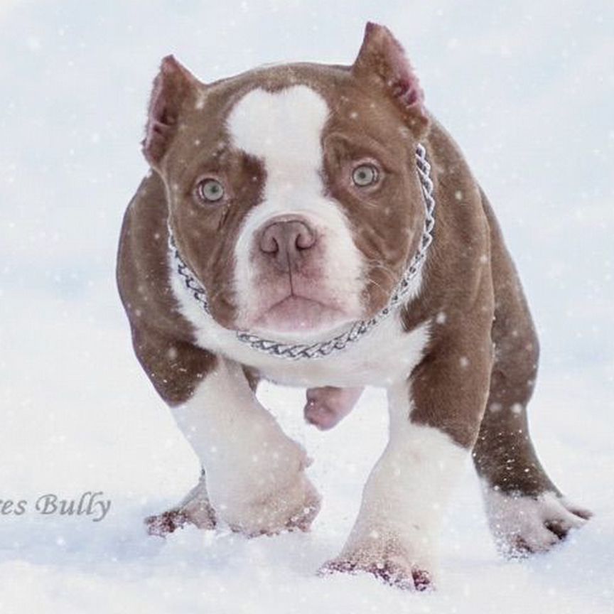 Американский булли, щенок