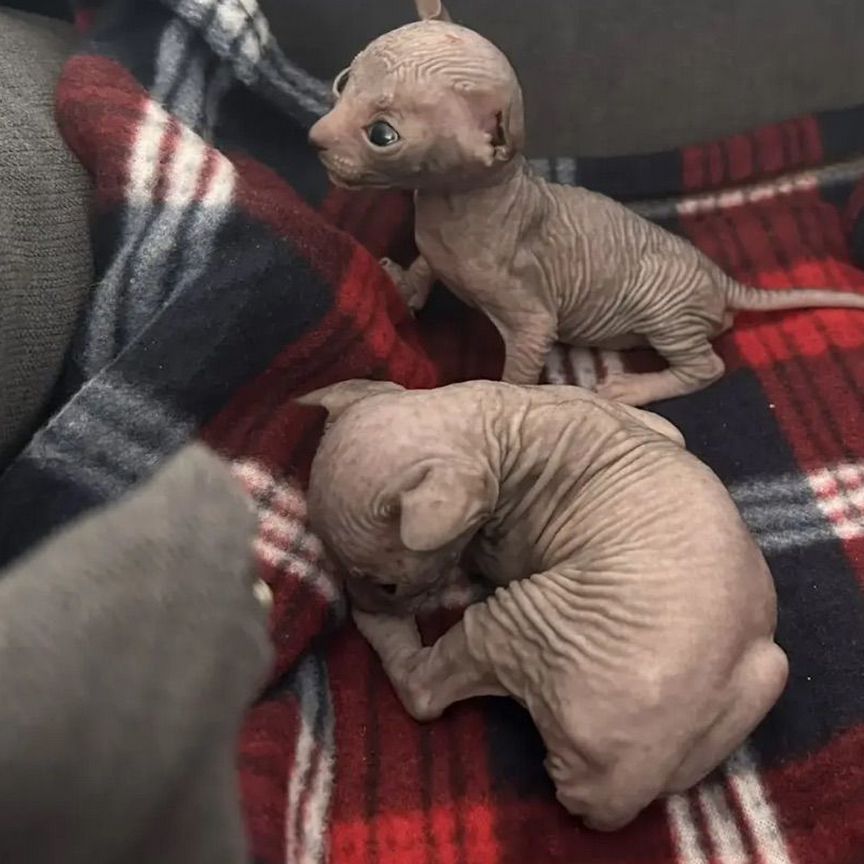 Донской сфинкс котёнок