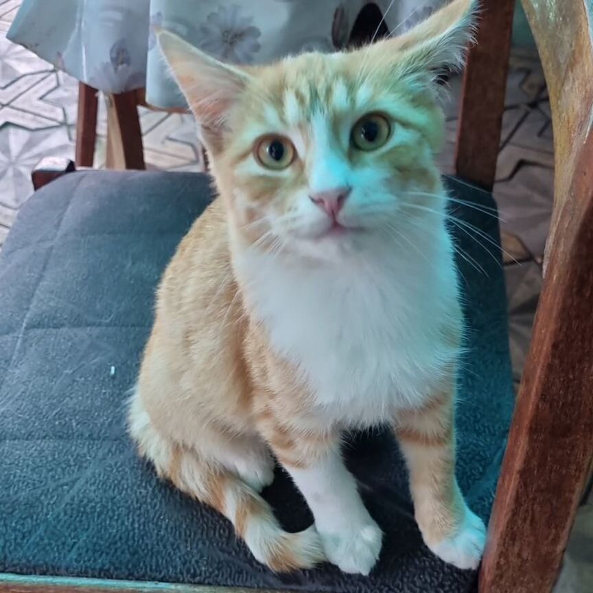 Рыжий красавец мужчина