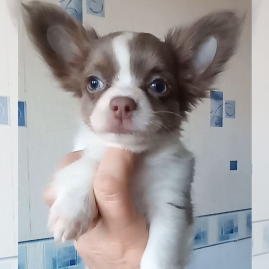 Чихуахуа девочка лиловый триколор документы РКФ